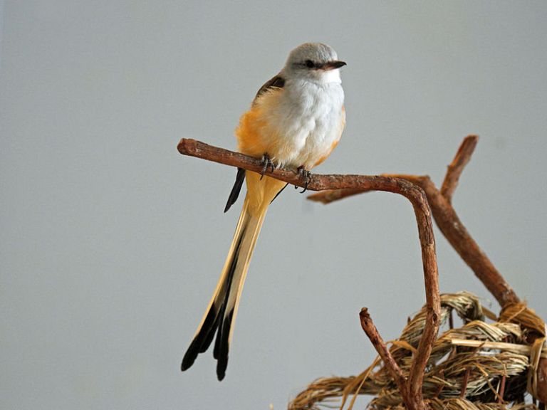 Scissor-Tailed Flycatcher, Oklahoma’s Long-tailed State Bird | Lee's ...