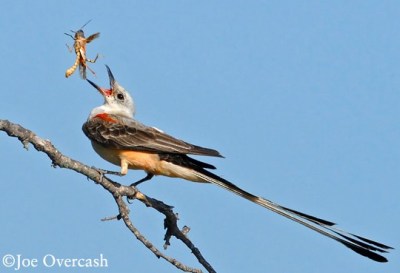 Scissor-Tailed Flycatcher, Oklahoma’s Long-tailed State Bird | Lee's ...