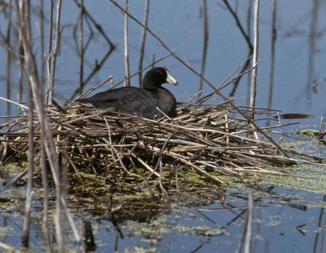 Crazy as a Coot! | Lee's Birdwatching Adventures Plus