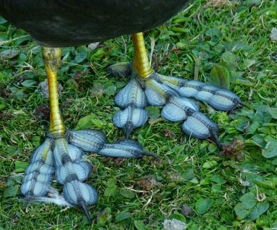 There the Coot Goes, on Weird Lobed Toes! | Lee's Birdwatching ...
