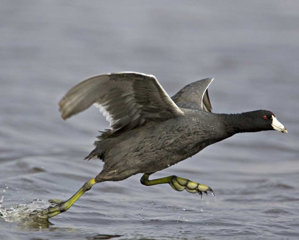 There the Coot Goes, on Weird Lobed Toes! | Lee's Birdwatching ...