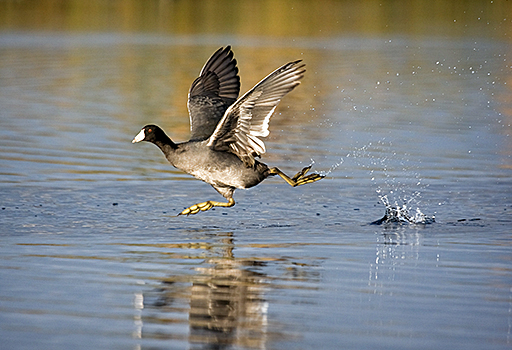 There the Coot Goes, on Weird Lobed Toes! | Lee's Birdwatching ...