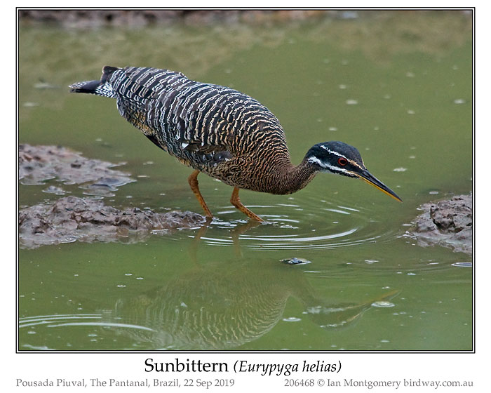 Ian’s Bird of the Moment – Sunbittern | Lee's Birdwatching Adventures Plus