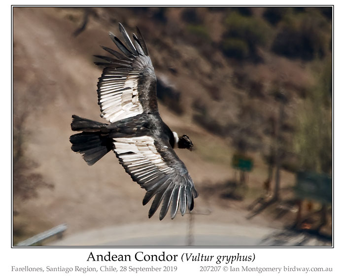 Ian’s Bird of the Moment – Andean Condor | Lee's Birdwatching ...