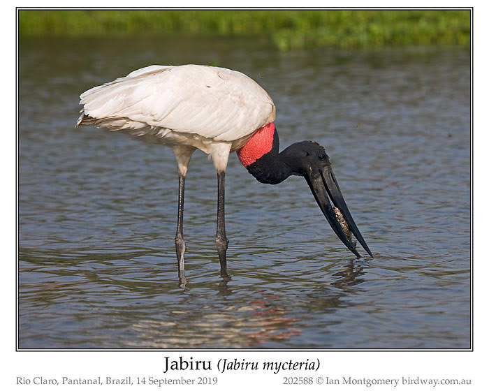 Ian’s Bird of the Moment – Jabiru | Lee's Birdwatching Adventures Plus