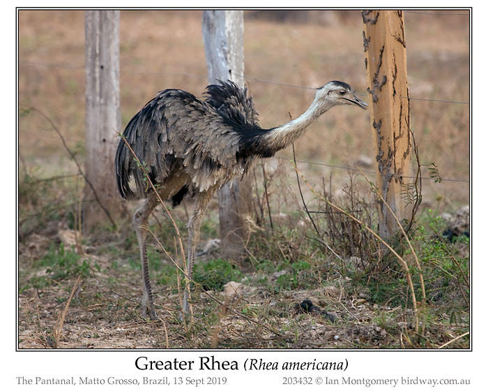 Ian’s Bird of the Moment – Greater Rhea | Lee's Birdwatching Adventures ...