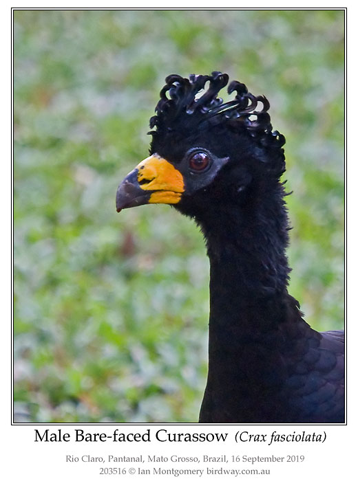 Ian’s Bird of the Whatever – Bare-faced Curassow | Lee's Birdwatching ...