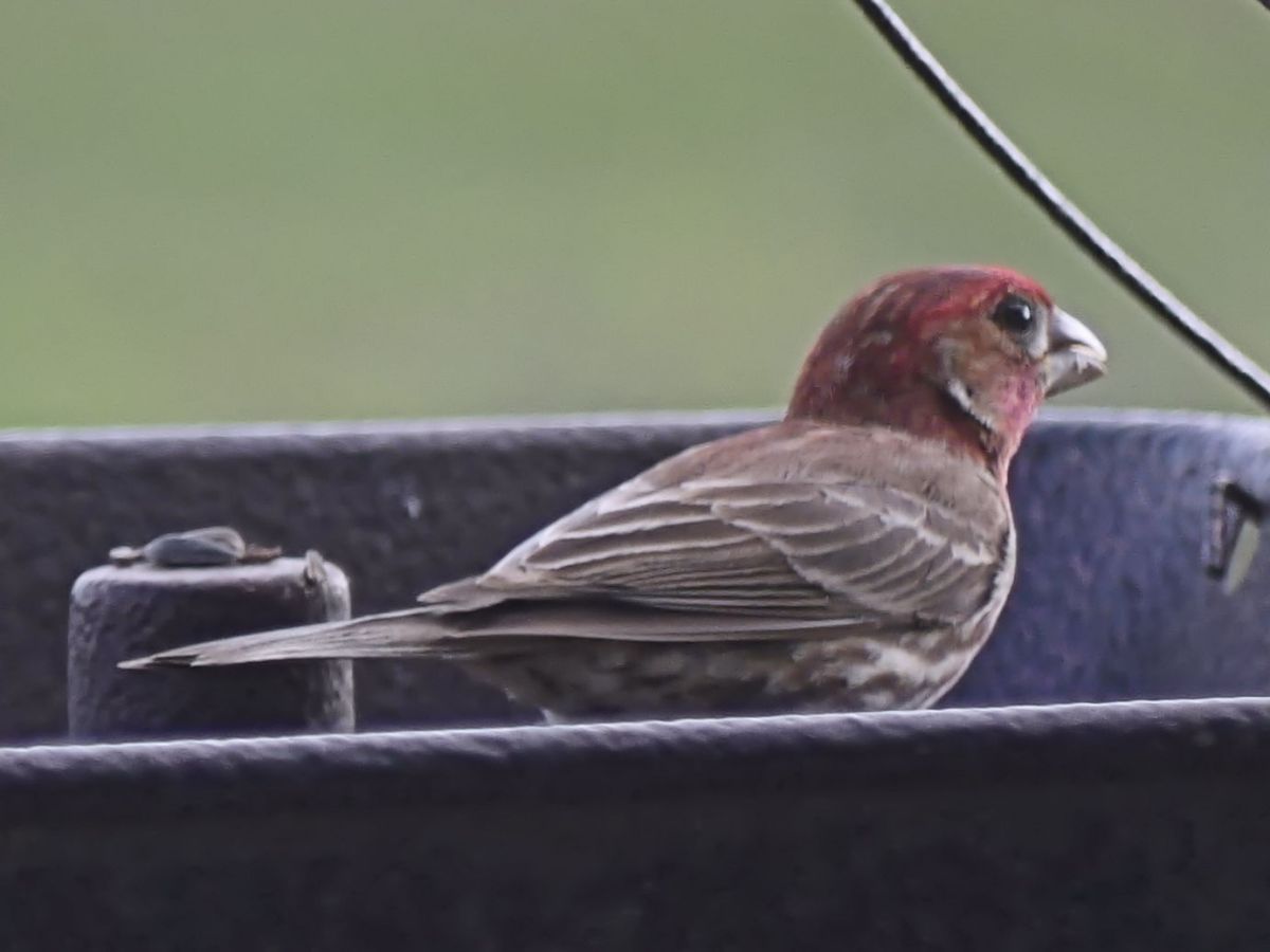 Today’s Visitor To The Feeder – House Finch | Lee's Birdwatching ...