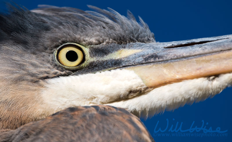 Bird’s Eye View | Lee's Birdwatching Adventures Plus