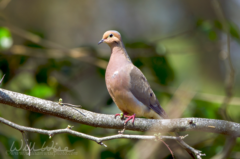 Serpents and Doves | Lee's Birdwatching Adventures Plus