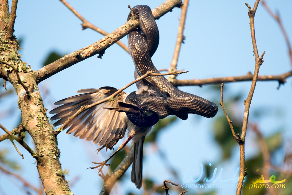 Serpents and Doves | Lee's Birdwatching Adventures Plus
