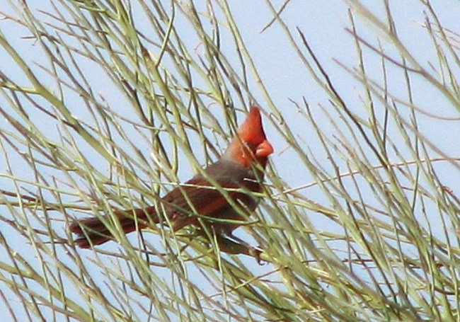 Pyrrhuloxia-Cardinal Hybrid’s Plumage Matches 4th of July’s Fireworks ...