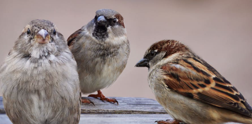 The Three Sparrows by Emma Foster | Lee's Birdwatching Adventures Plus