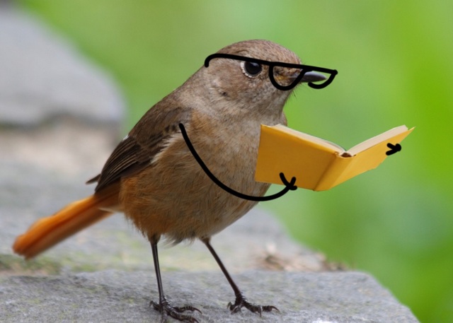 Birds With Arms? | Lee's Birdwatching Adventures Plus