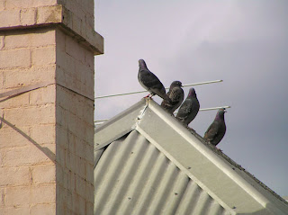 So, Who Coos From The Rooftop? | Lee's Birdwatching Adventures Plus
