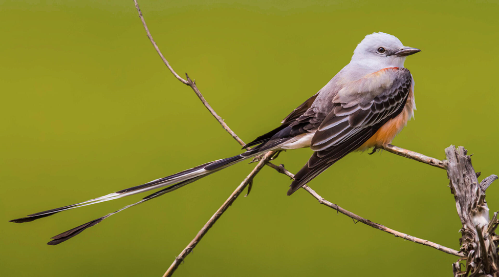 SCISSOR-TAILED FLYCATCHER: the Texas Bird of Paradise | Lee's ...