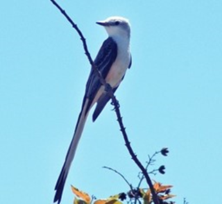 SCISSOR-TAILED FLYCATCHER: the Texas Bird of Paradise | Lee's ...