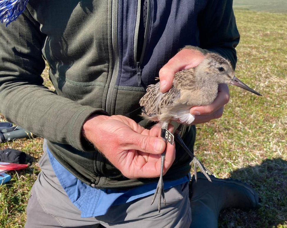 Godwits Flying Nonstop 8000+ Miles Over the Pacific Ocean! | Lee's ...