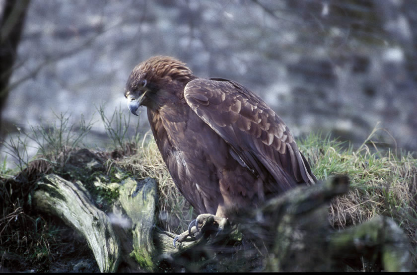 Golden Eagle Comeback in Southern Scotland | Lee's Birdwatching ...