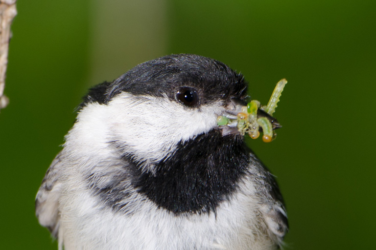 Caterpillar-craving Chickadees | Lee's Birdwatching Adventures Plus