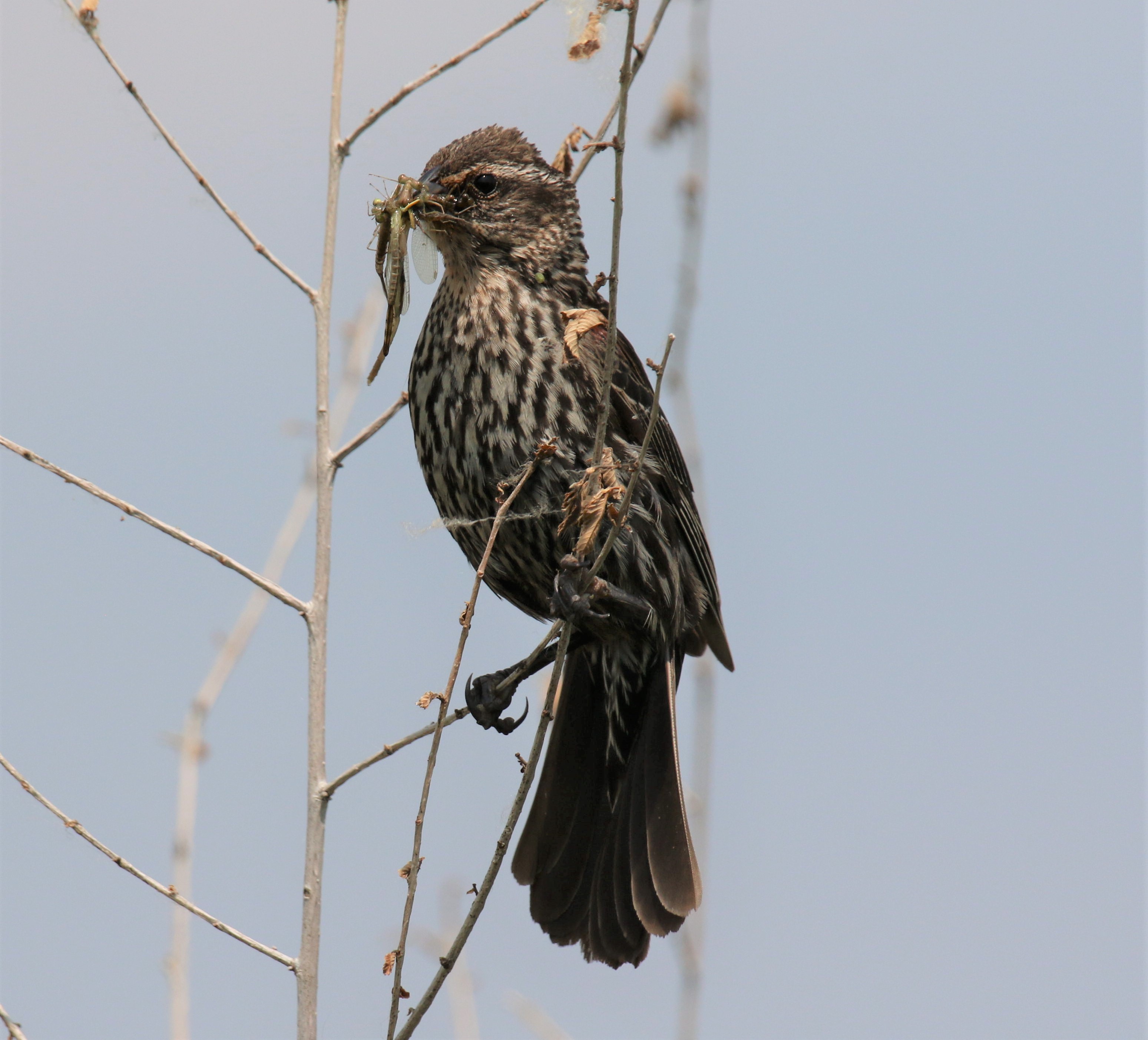 Red-winged Blackbirds: marsh-loving icterids | Lee's Birdwatching ...