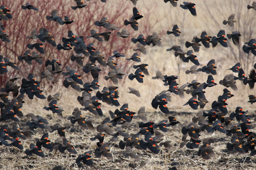 Red-winged Blackbirds: marsh-loving icterids | Lee's Birdwatching ...