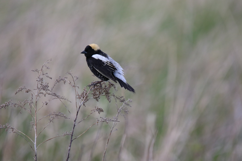 BOBOLINKS: GRAIN-LOVING GRASSLANDERS | Lee's Birdwatching Adventures Plus