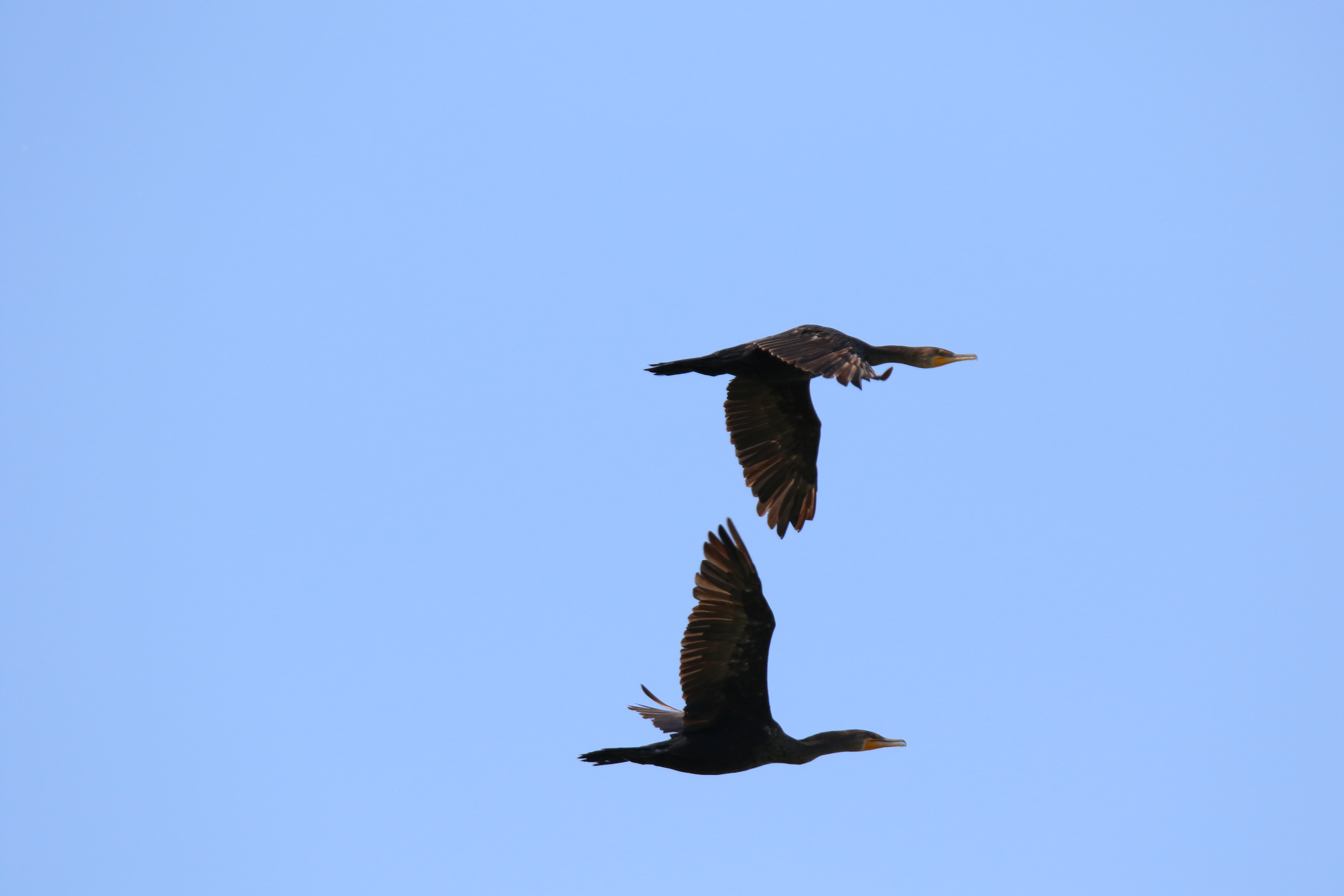 Cormorants are Great; Great Cormorants are Really Great! | Lee's ...