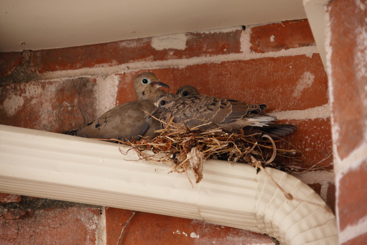 Doves Rest in their Nest | Lee's Birdwatching Adventures Plus