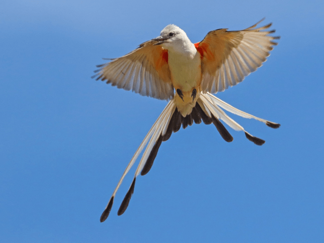 Hallelujah! — A Beautiful Scissortail! | Lee's Birdwatching Adventures Plus