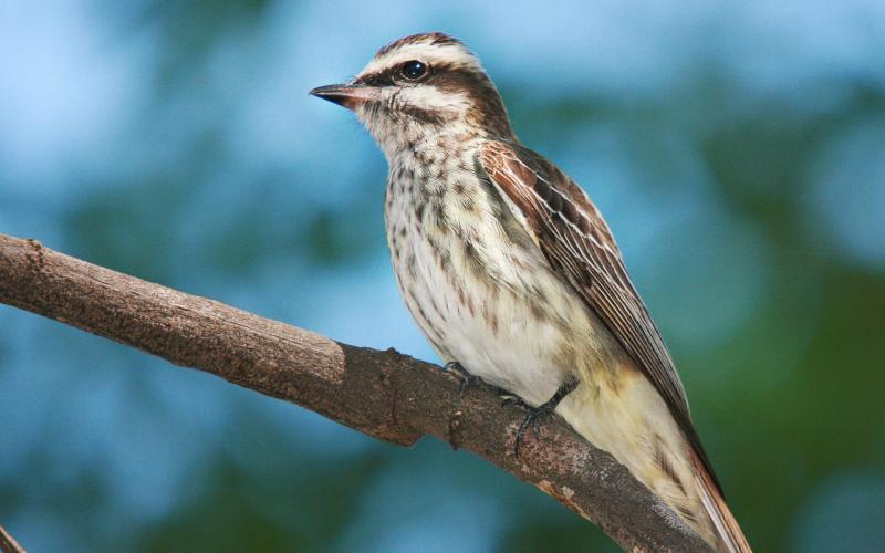 What’s His Name? – “Varius” | Lee's Birdwatching Adventures Plus