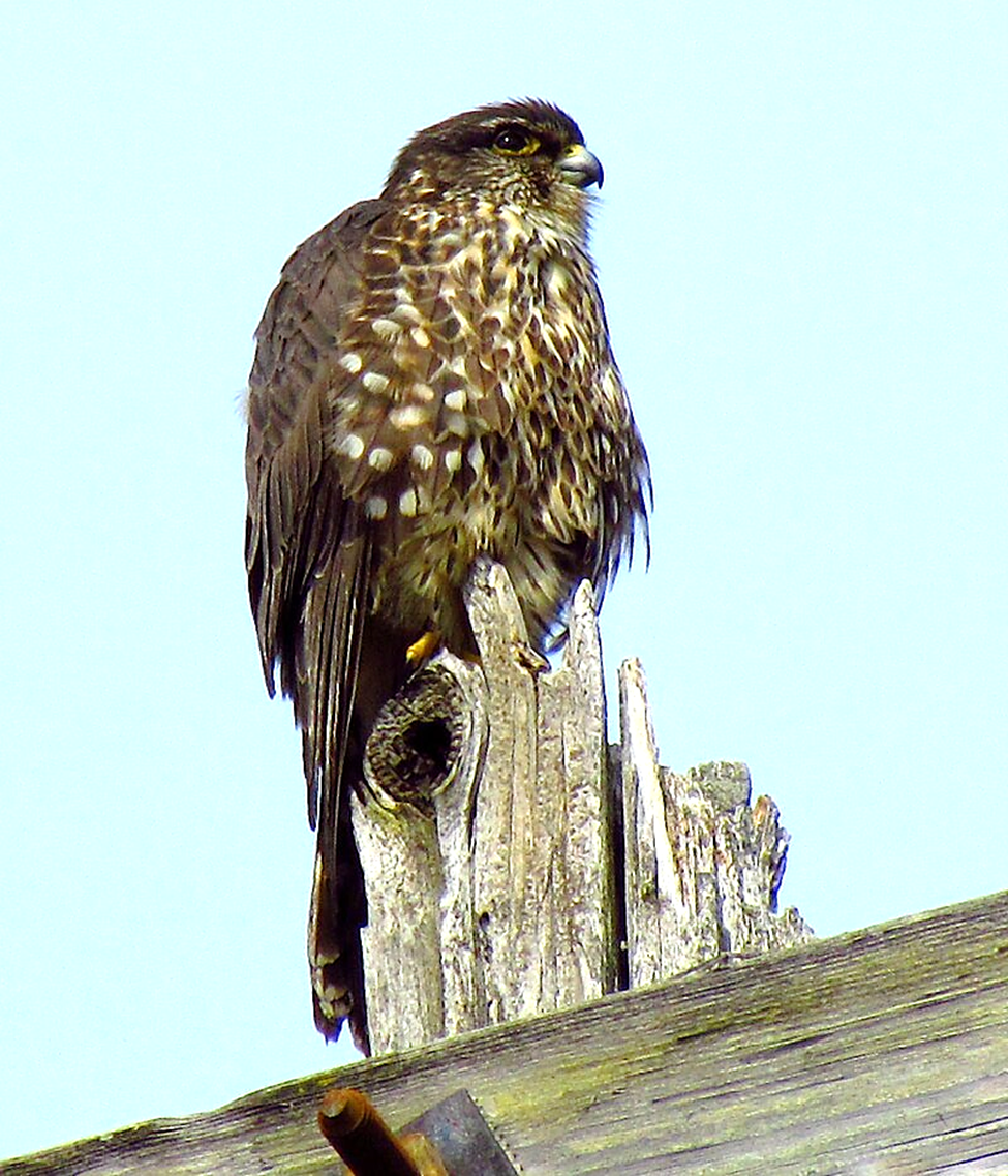 Birds of the Bible | Lee's Birdwatching Adventures Plus