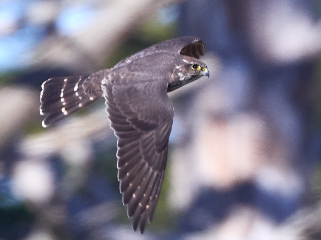 Merlin, the Squealing-Laughter Falcon of Saskatchewan | Lee's ...