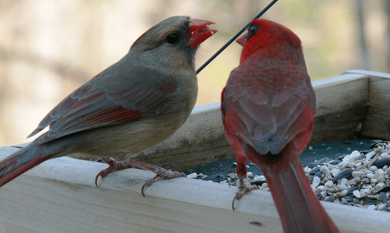 Birdwatching | Lee's Birdwatching Adventures Plus